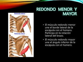 Músculos del tronco | PPTX