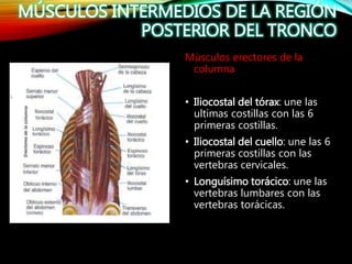 Músculos del tronco | PPTX