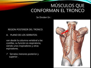 Músculos del tronco | PPTX