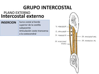 Musculos del tronco | PPTX