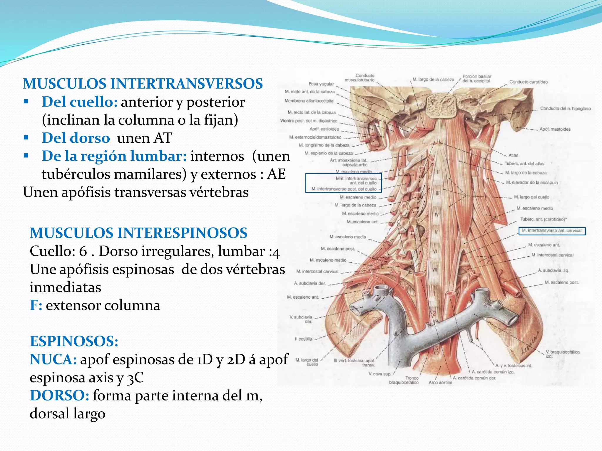 Musculos del tronco | PPTX