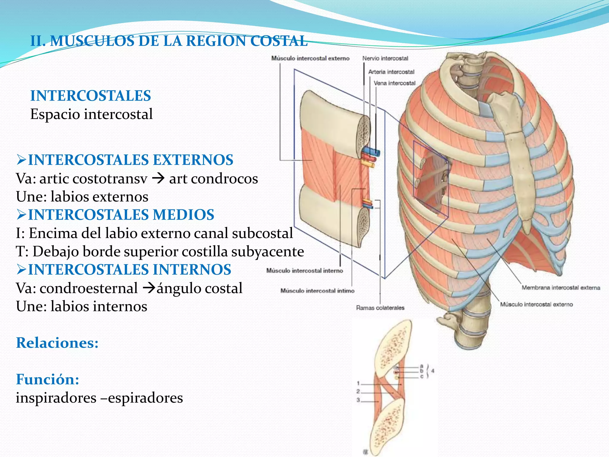 Musculos del tronco | PPTX