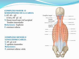 Musculos del tronco | PPTX