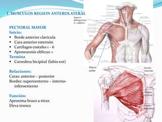 Musculos del tronco | PPTX