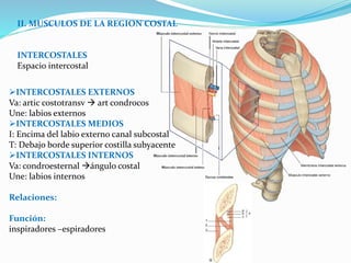 Musculos del tronco | PPTX