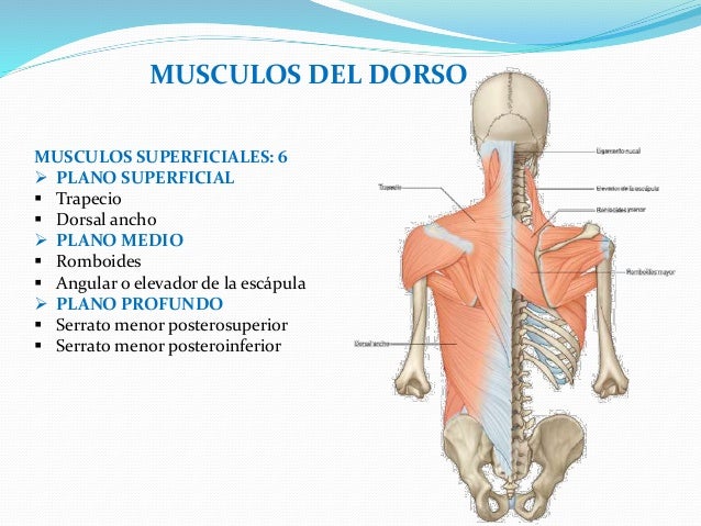 Musculos del tronco