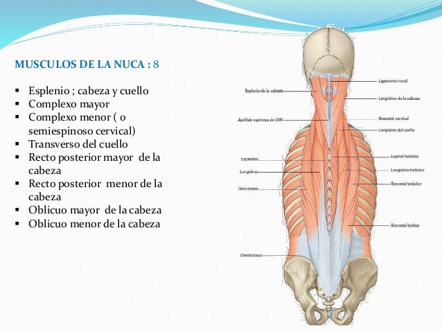 Musculos del tronco