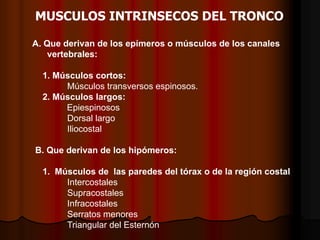 Músculos del tronco | PDF