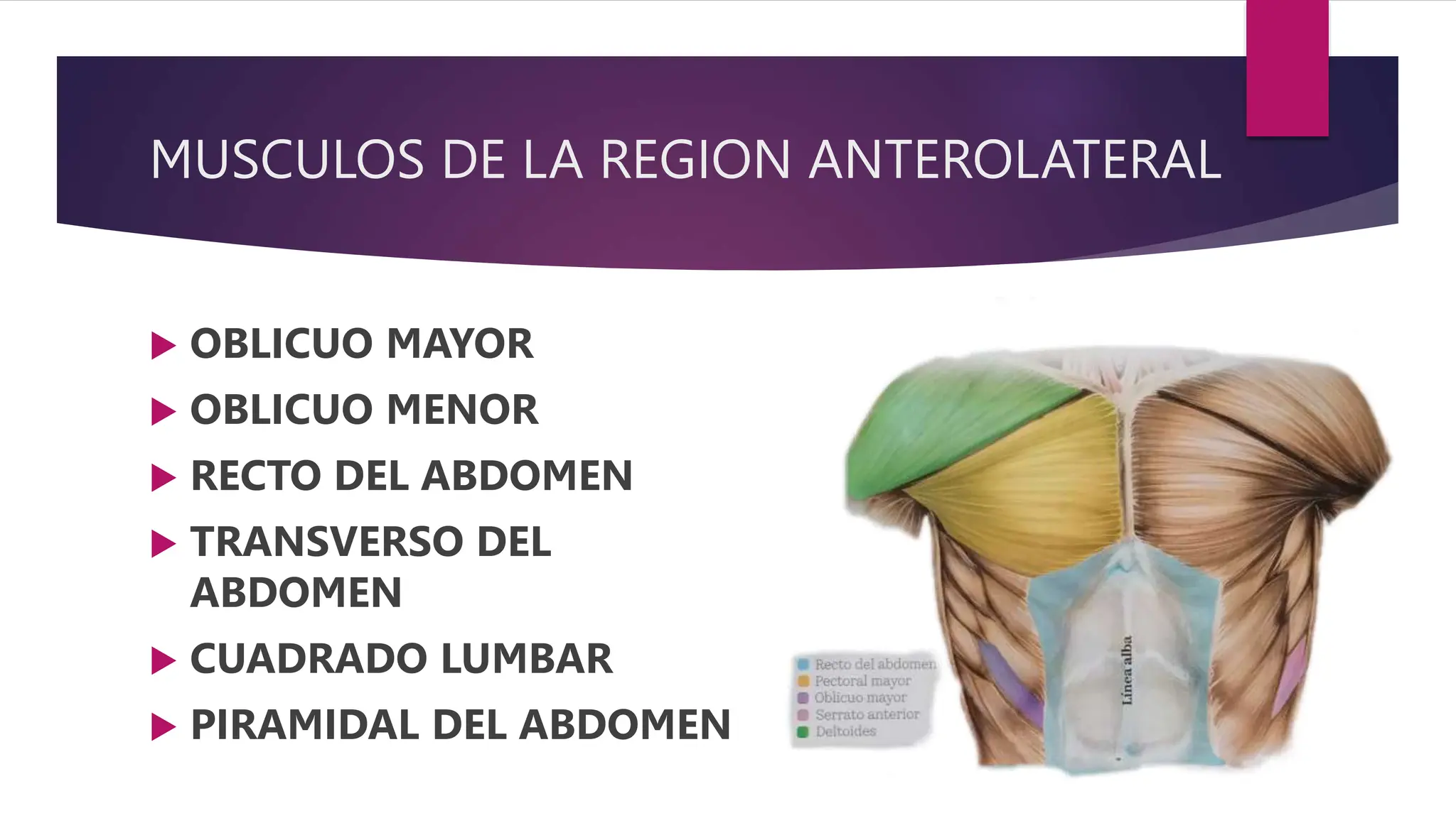 MUSCULOS DEL Tronco.pptx para aprender facil | PPTX