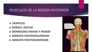 MUSCULOS DEL Tronco.pptx para aprender facil | PPTX