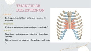 Musculos del tronco Musculos del troncoMusculos del tronco | PPTX