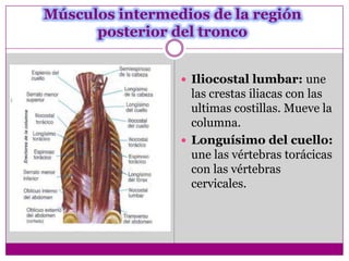 Musculos del tronco | PPTX