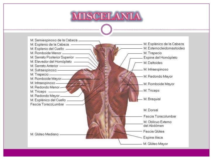 Musculos del tronco