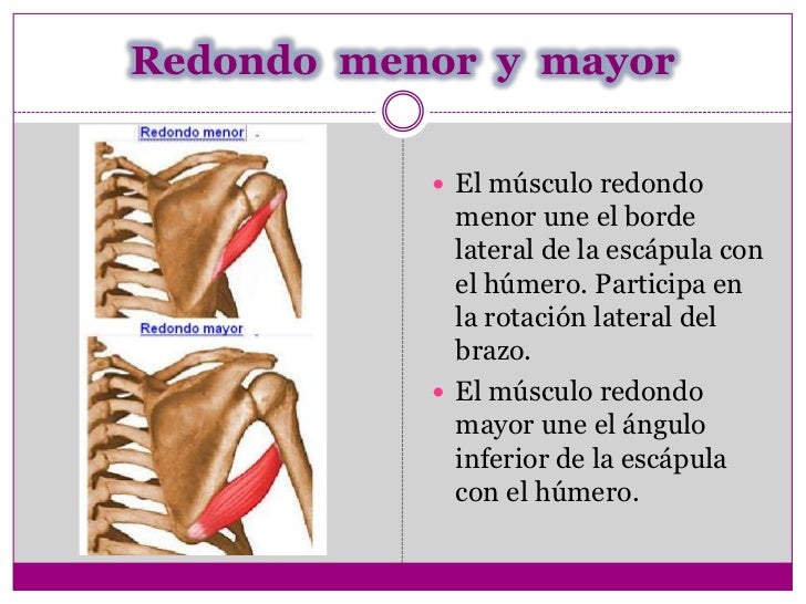 Musculos del tronco