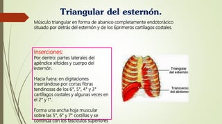 Músculos del tronco región costal | PPTX