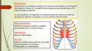 Músculos del tronco región costal | PPTX