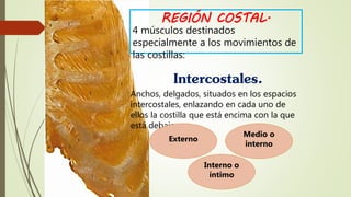 Músculos del tronco región costal | PPTX