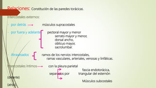 Músculos del tronco región costal | PPTX