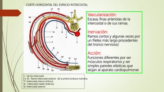 Músculos del tronco región costal | PPTX