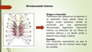 Músculos del tronco región costal | PPTX