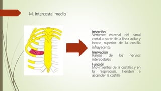 Músculos del tronco región costal | PPTX