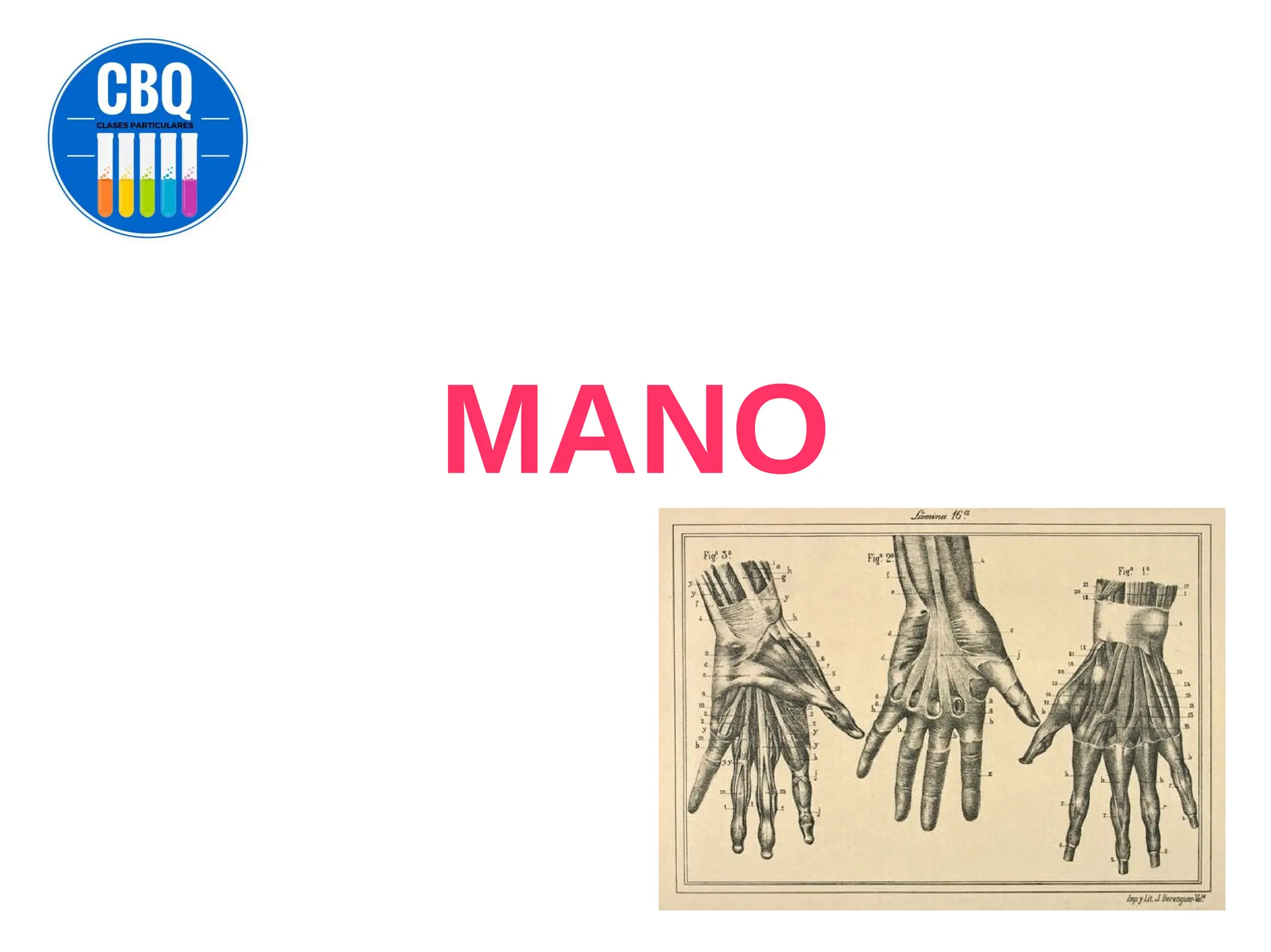 MUSCULOS DE MANO y sus diferentes divisiones .pdf