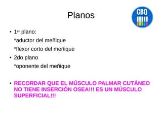 MUSCULOS DE MANO y sus diferentes divisiones .pdf