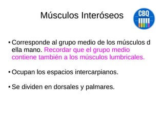 MUSCULOS DE MANO y sus diferentes divisiones .pdf