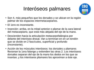 MUSCULOS DE MANO y sus diferentes divisiones .pdf