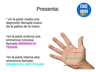MUSCULOS DE MANO y sus diferentes divisiones .pdf