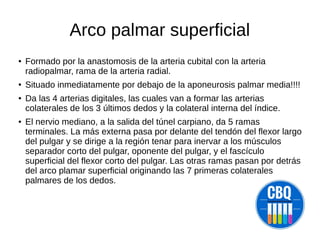 MUSCULOS DE MANO y sus diferentes divisiones .pdf