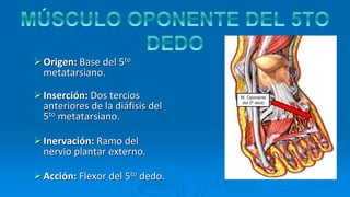 Musculos de miembro inferior | PPTX