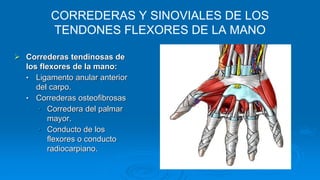 Musculos de miembro superior | PPTX