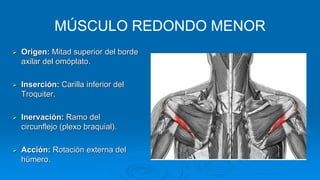 Musculos de miembro superior | PPTX