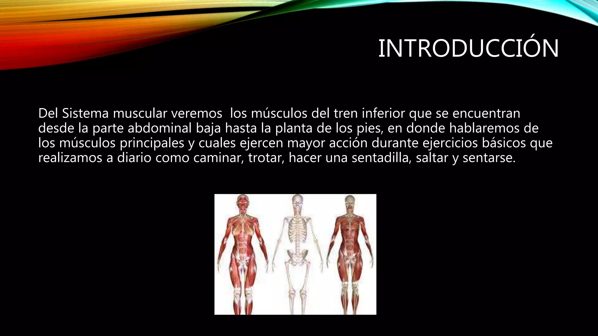 Músculos de tren inferior | PPTX