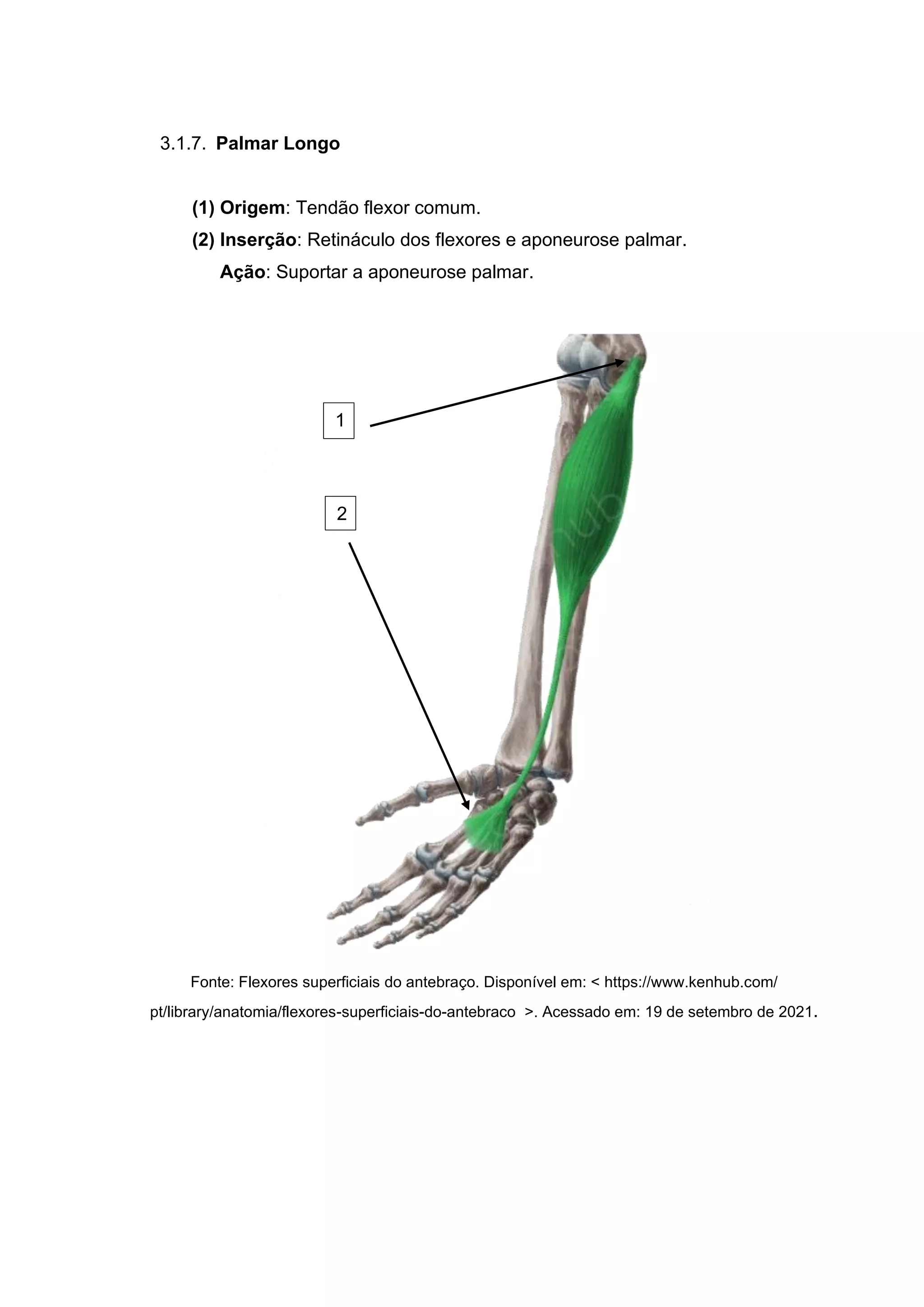 Musculos dos membros superiores | PDF