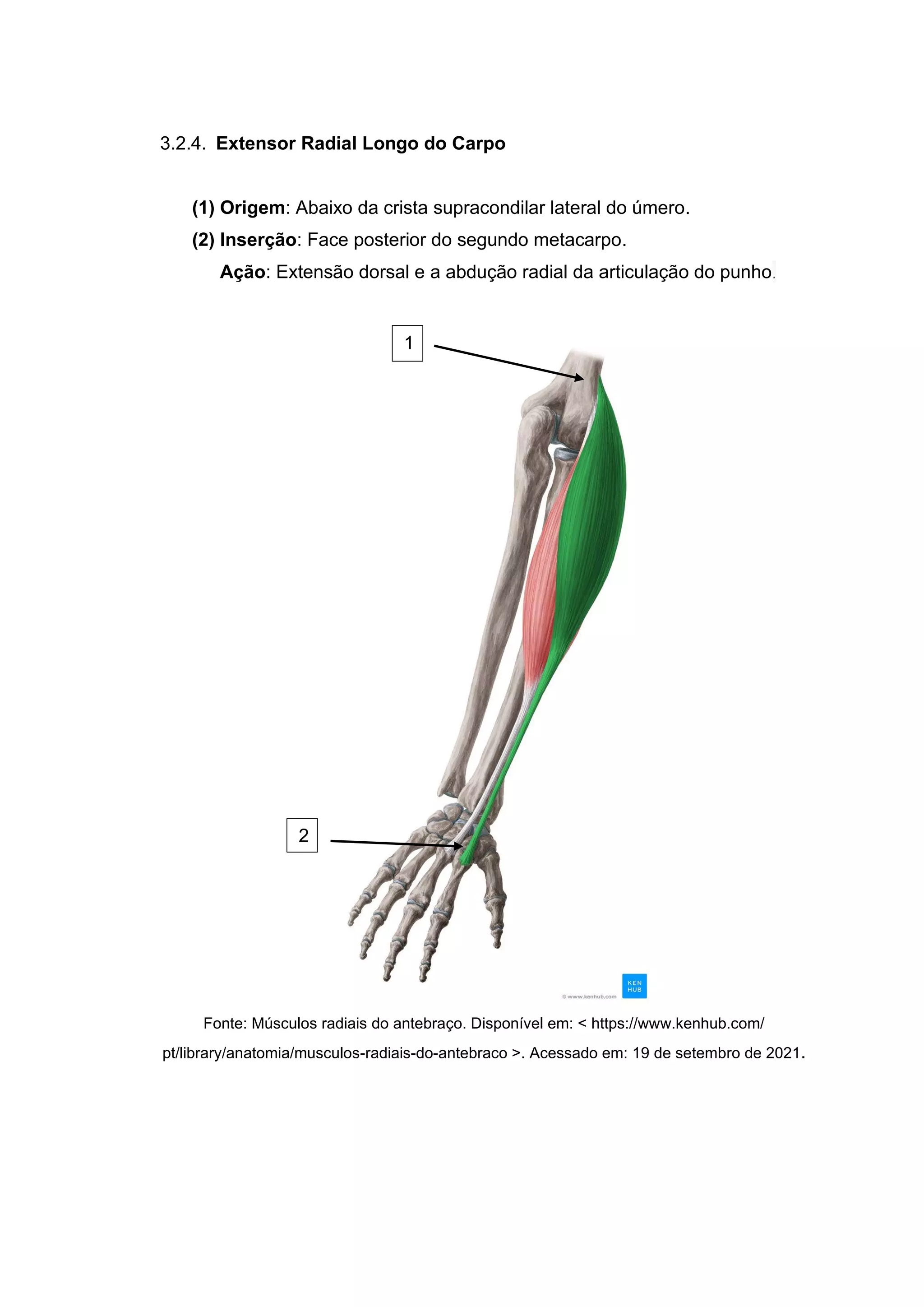 Musculos dos membros superiores | PDF
