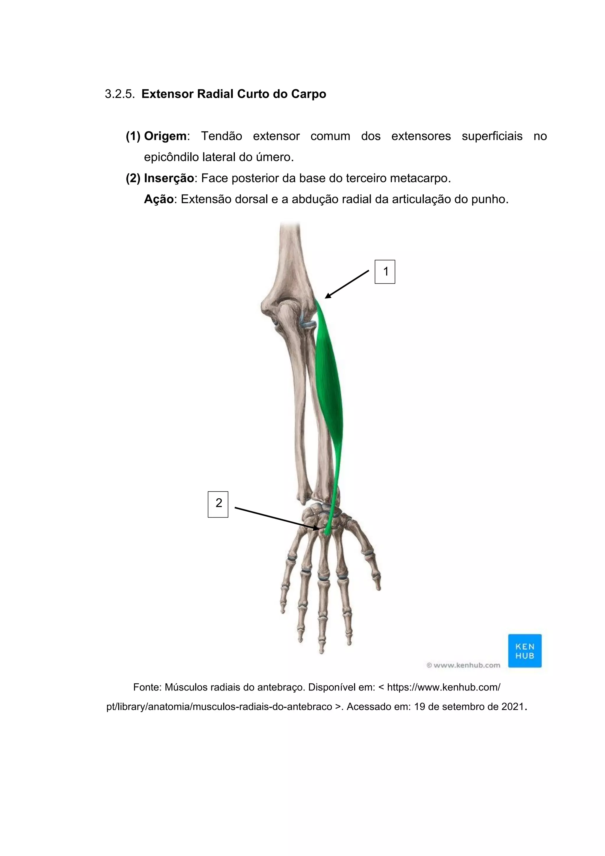 Musculos dos membros superiores | PDF
