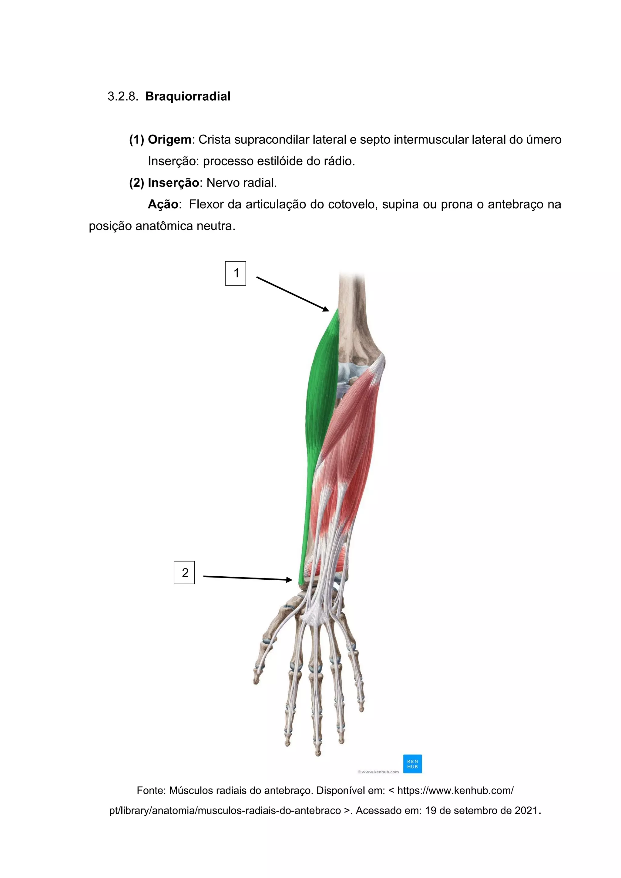 Musculos dos membros superiores | PDF