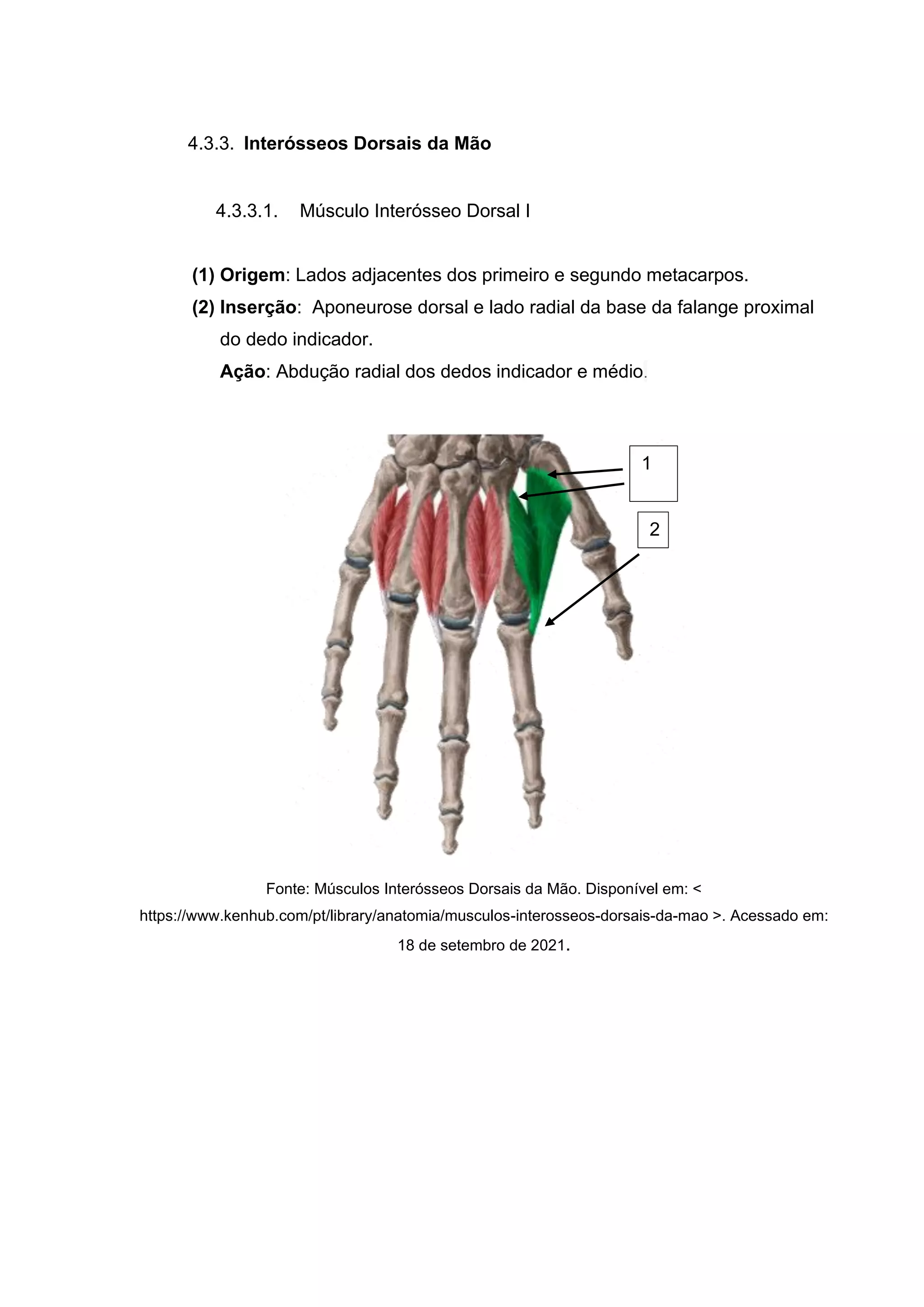 Musculos dos membros superiores | PDF