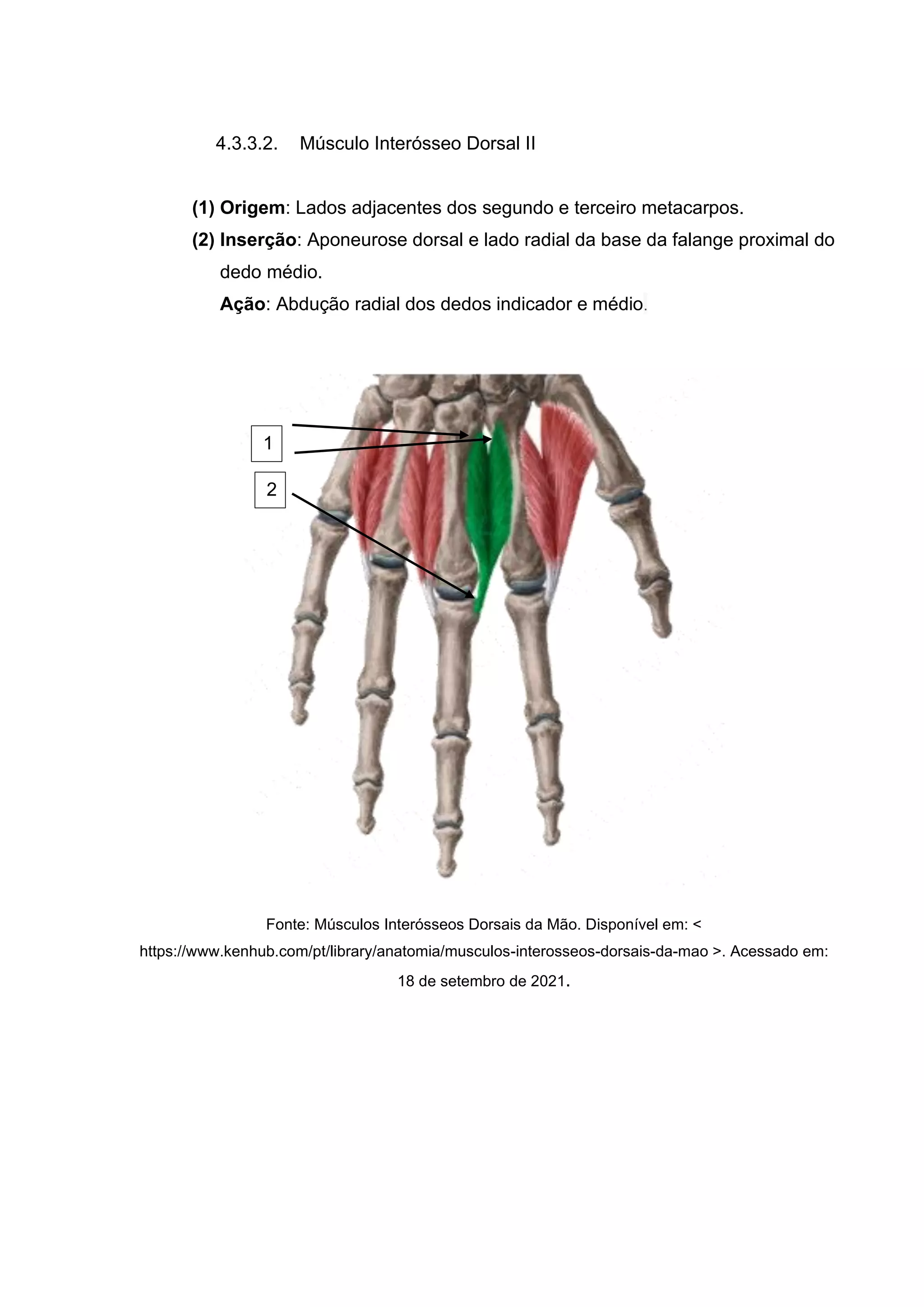 Musculos dos membros superiores | PDF