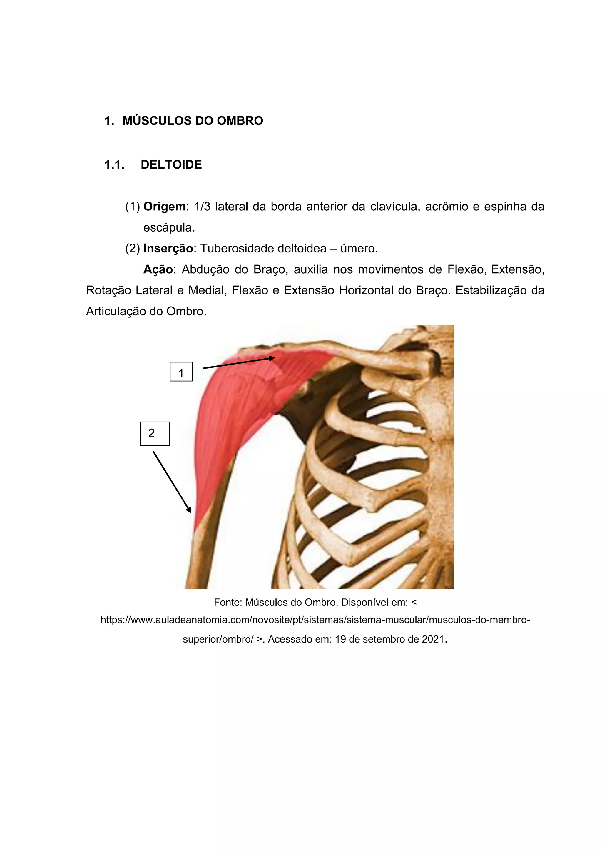 Musculos dos membros superiores | PDF