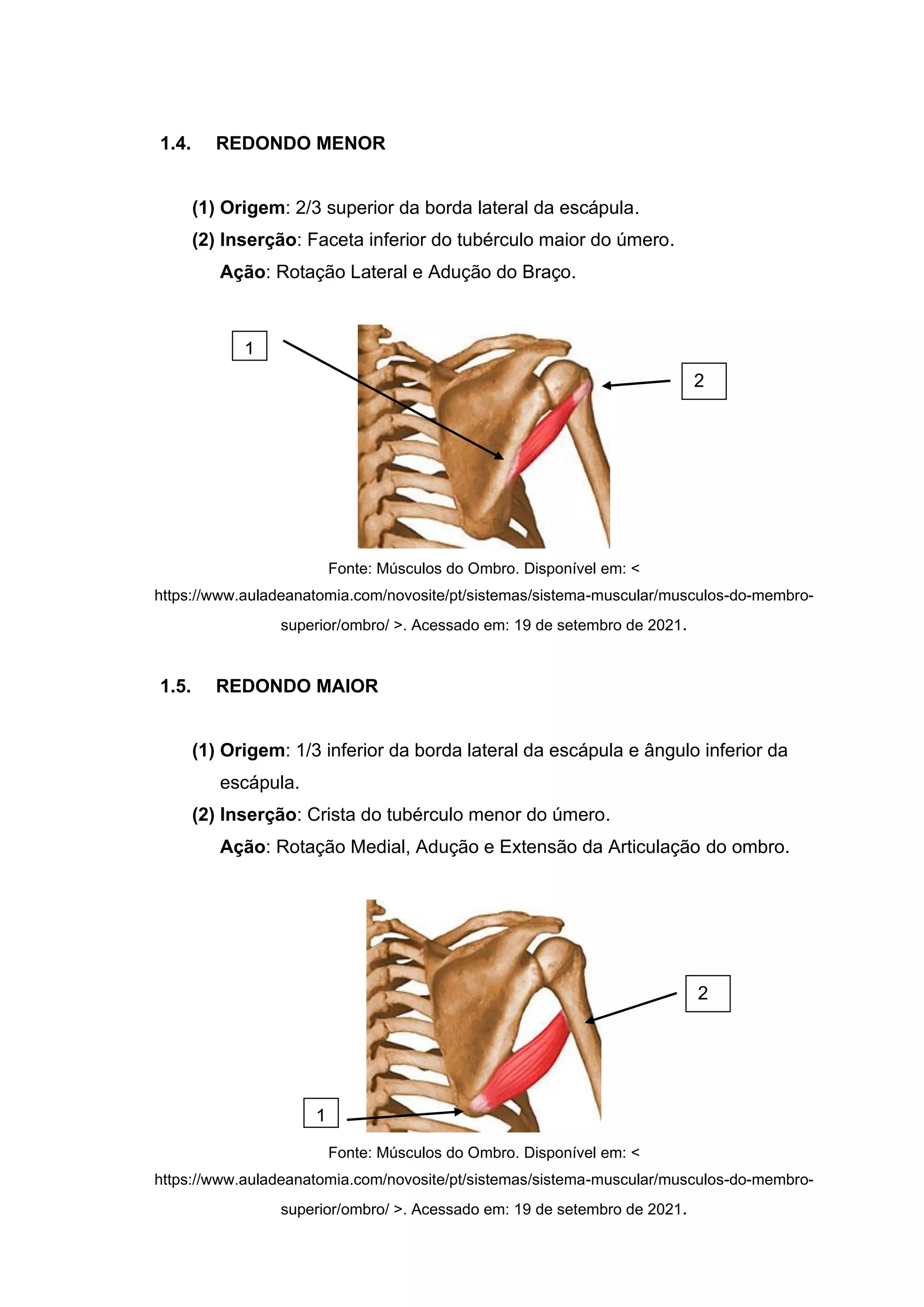Musculos dos membros superiores | PDF