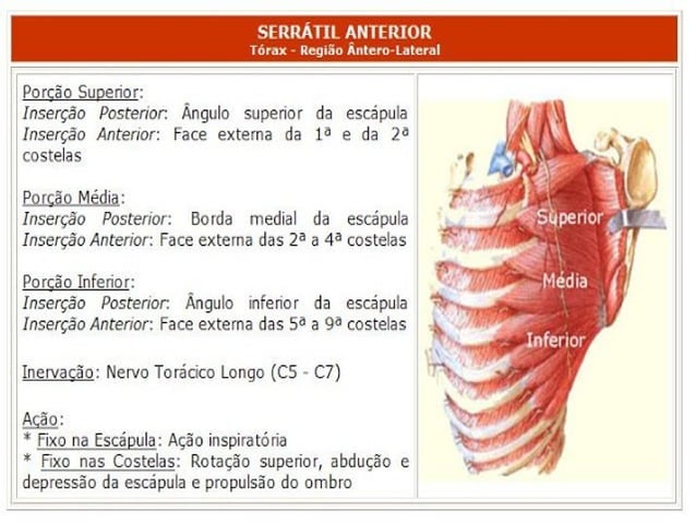 Musculos do tórax | PPS