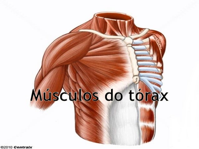 Musculos do tórax