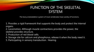 Musculos esqueleto 12A | PPT