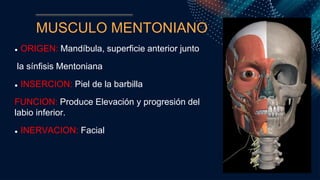 Musculos | PPTX