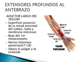 Musculos extensores del miembro superior | PPTX