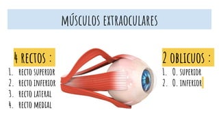 Recto Superior Del Ojo