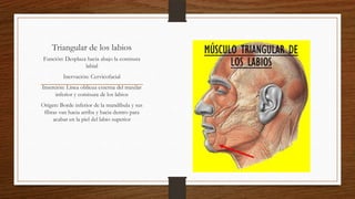 Musculos faciales | PPTX